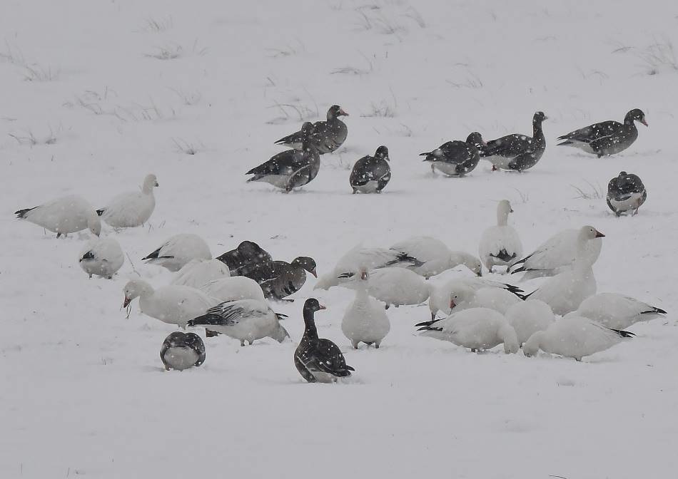 SNOW GOOSE on the SNOW | nature guide Into the Woods ネイチャーガイド インツー・ザ・ウッズ