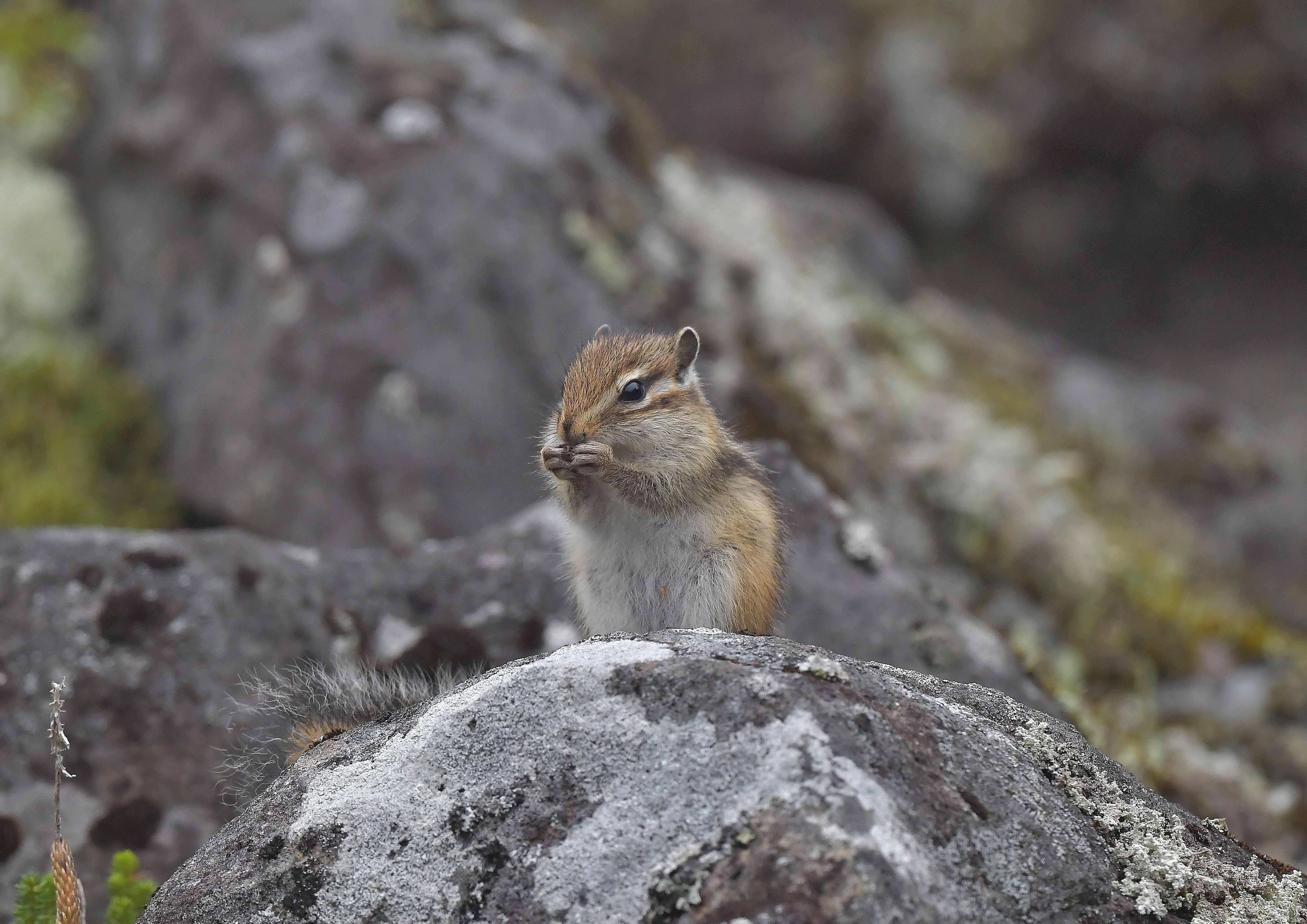 We met a siberian chipmunk running around busily | nature guide Into ...